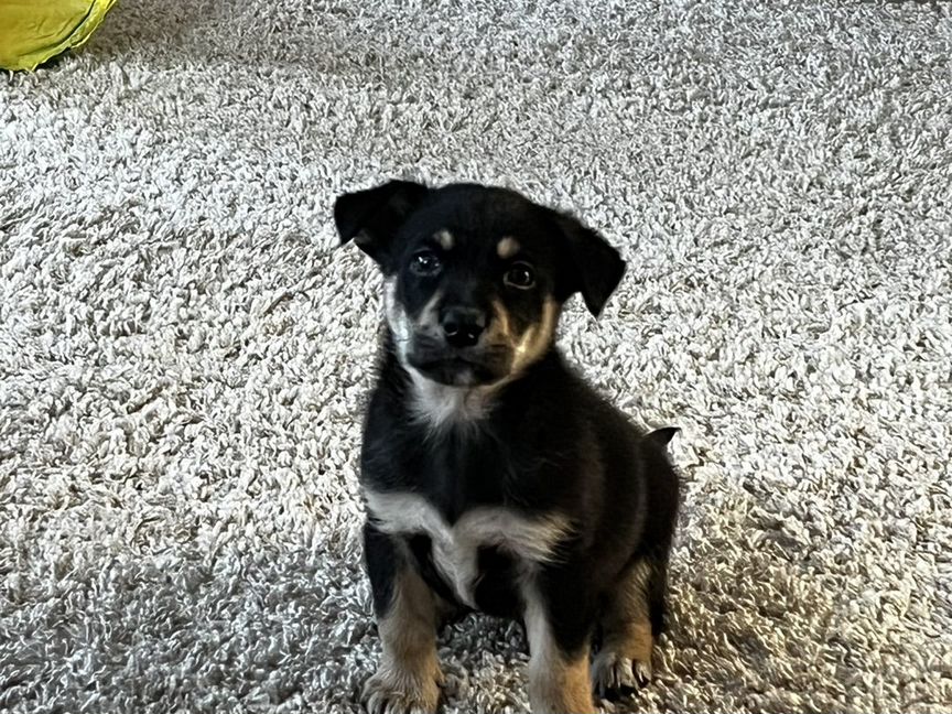 Мелкие щенки