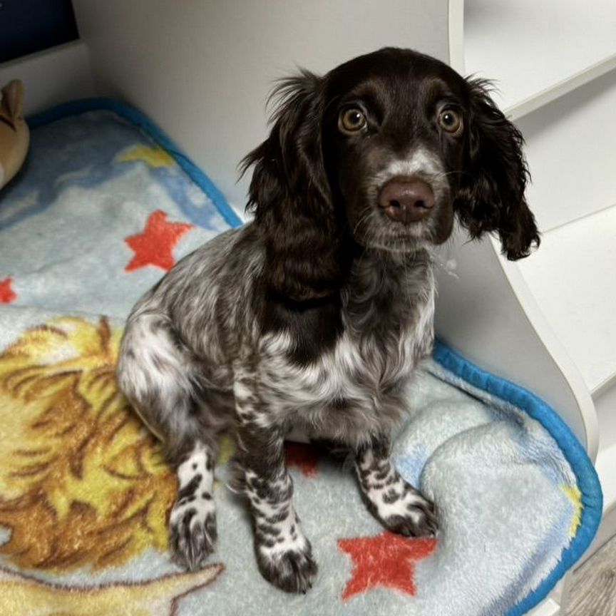 Русский кокер спаниель