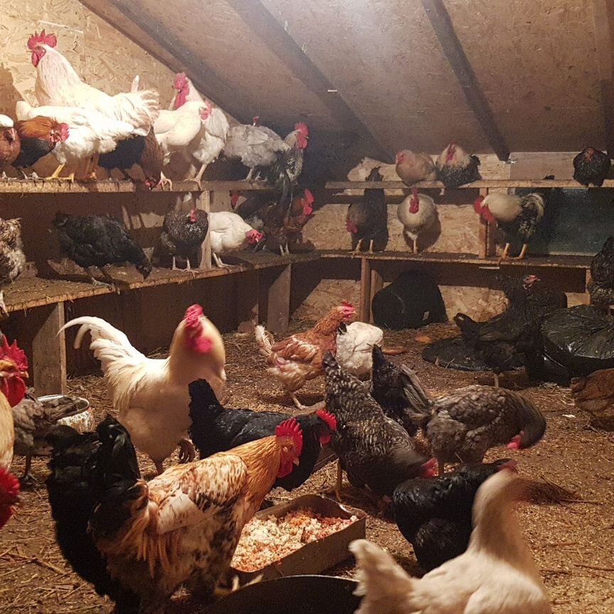 Гуси,петухи,курицы