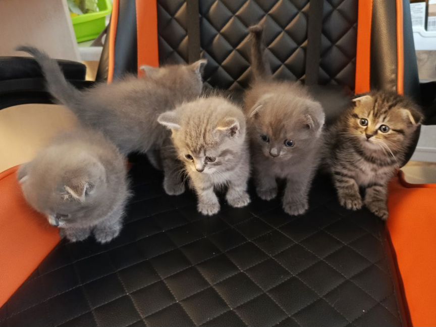 Британские вислоухие котята мальчики