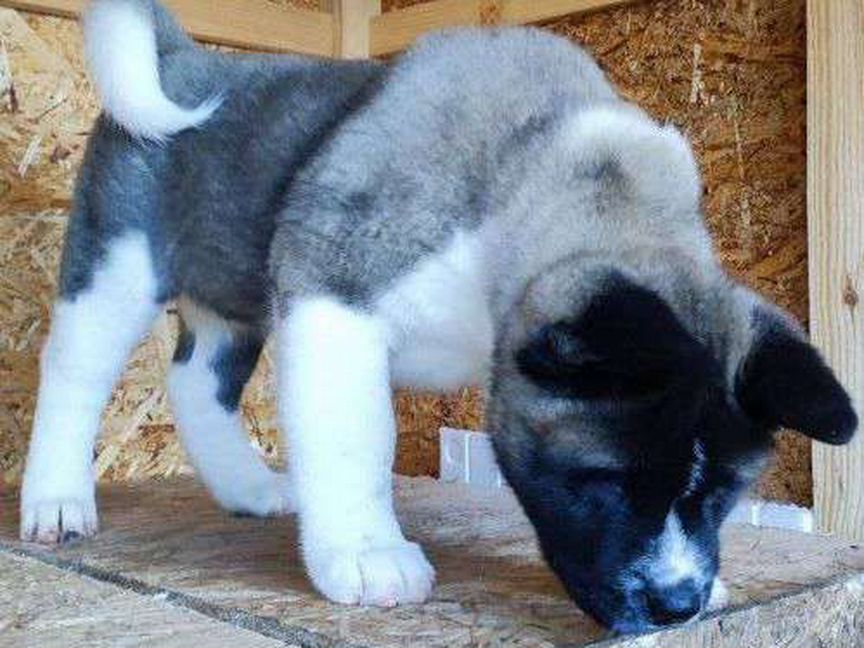 Американская акита