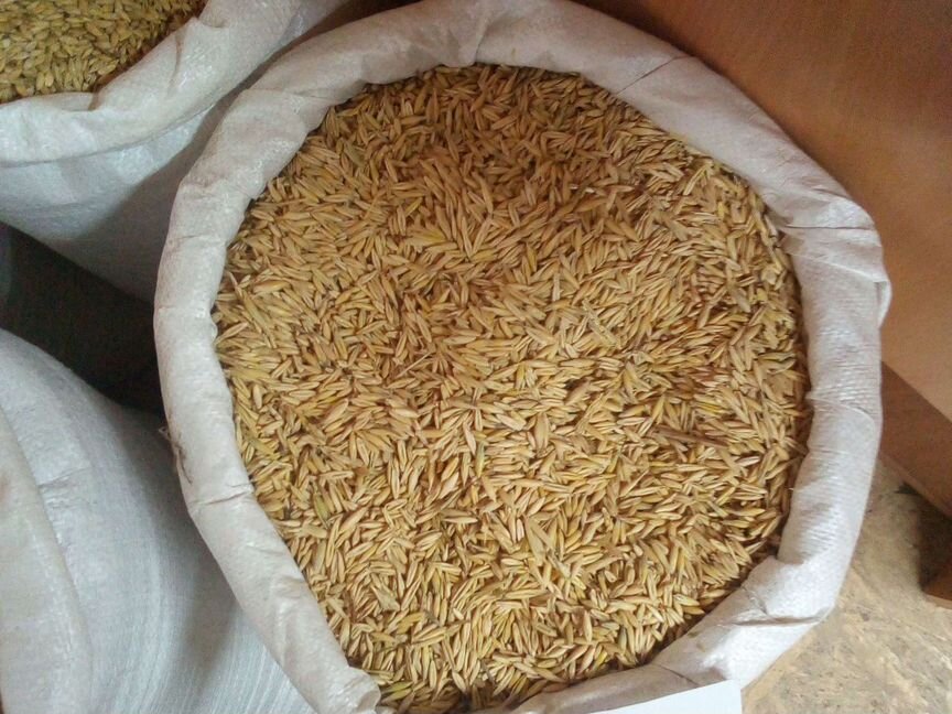 Пшеница кормовая
