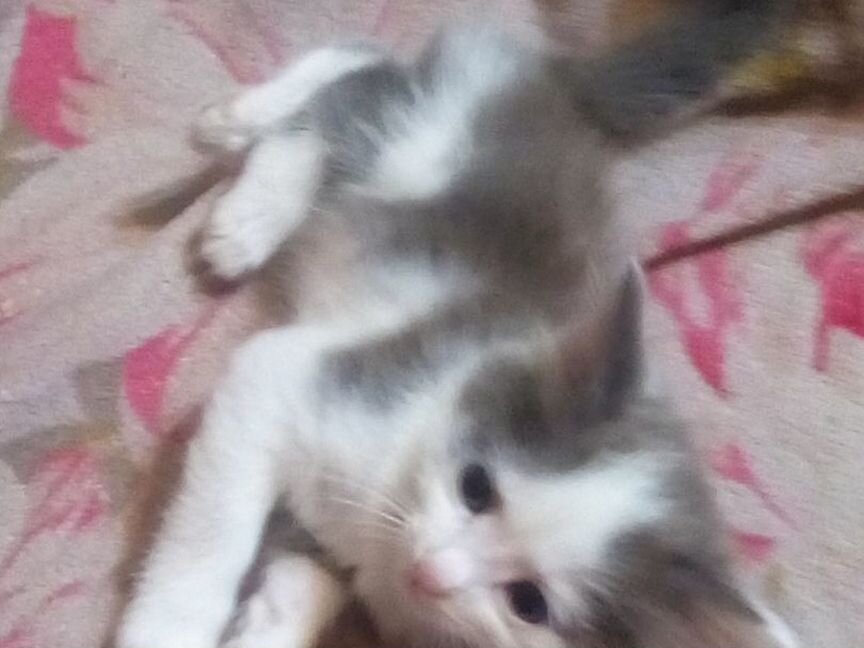 Безпародные