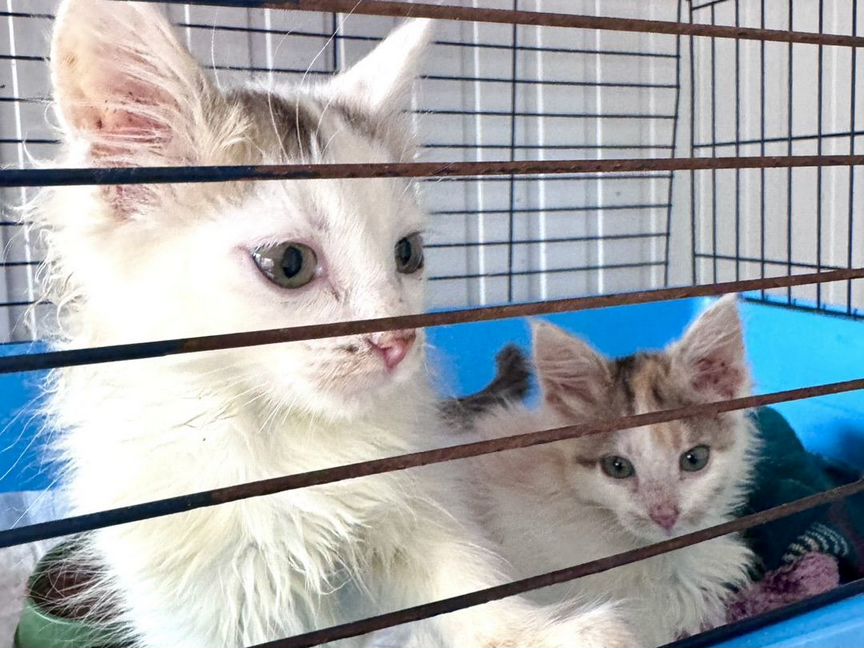 Котята в добрые руки