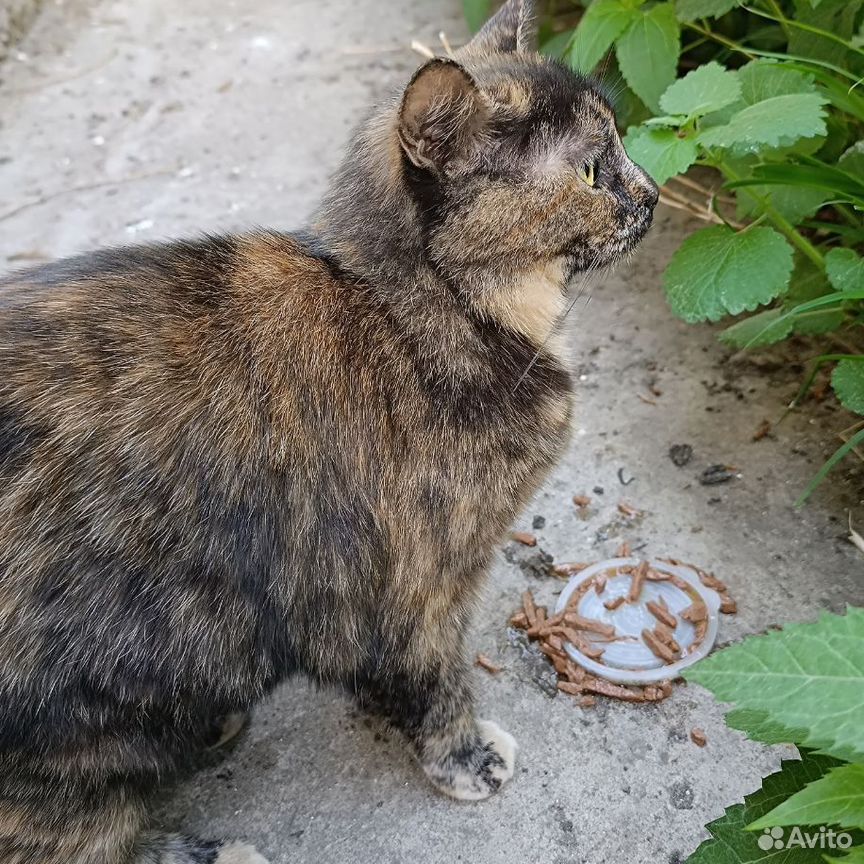 Трехцветная кошка в добрые руки