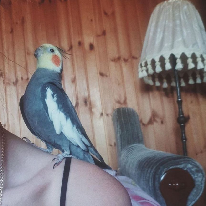 Попугай Корелла