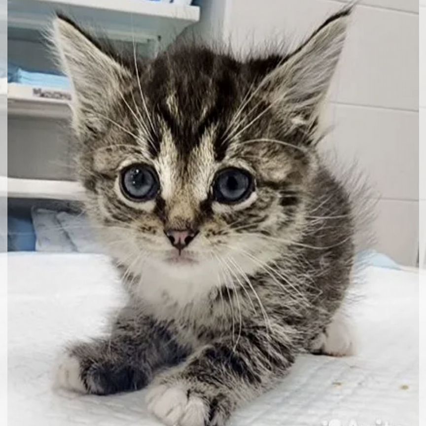 Британский длинношёрстный котёнок