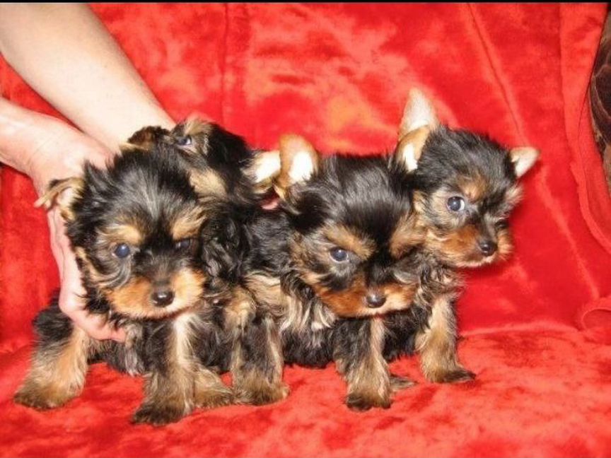 Йоркширский терьер