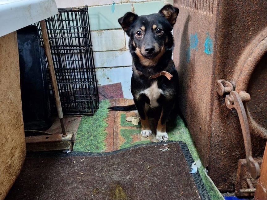 Маленькая собачка, Машенька