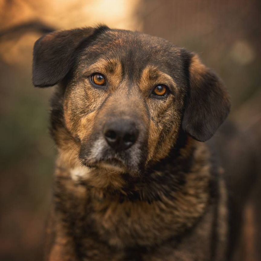 Собака в добрые руки