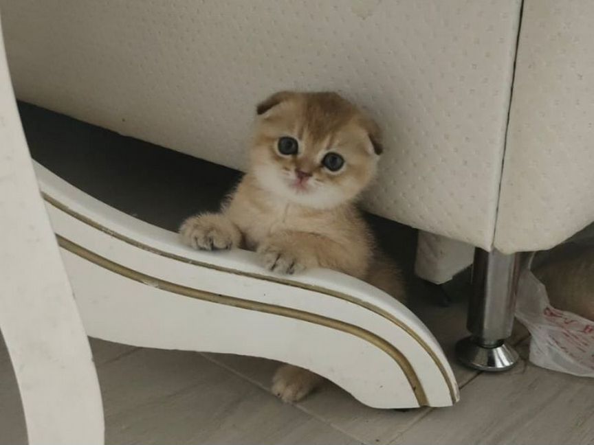 Котята Шотландской золотой шиншиллы