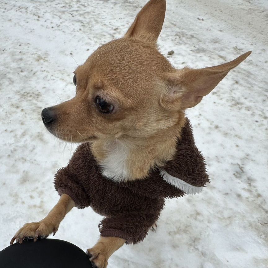 Русский той-терьер, взрослая собака