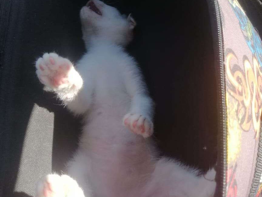 Кот вислоух мимишный