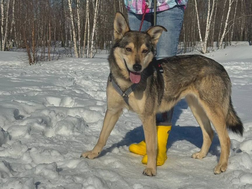 Собака скучает без человека