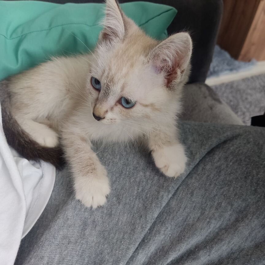 Котенок носитель лейкоза