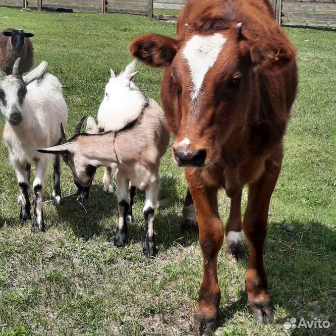 Перспективная телочка