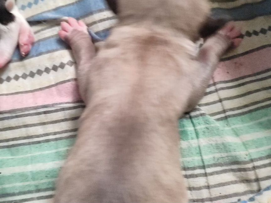 Щенята Амстафф