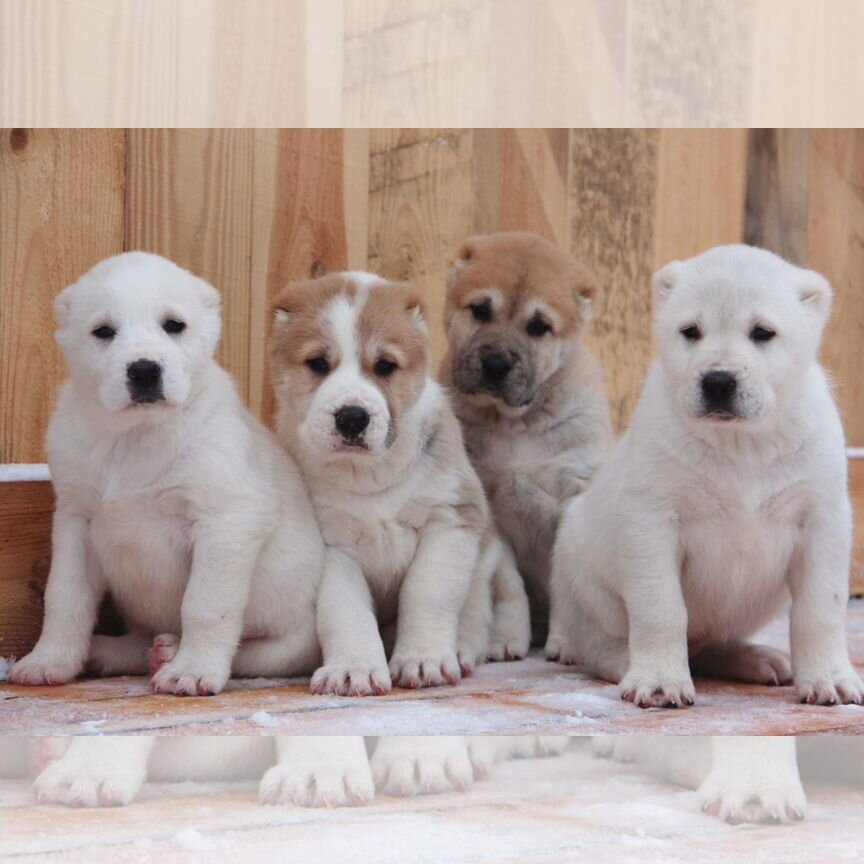 Среднеазиатская овчарка. Алабай. Щенки