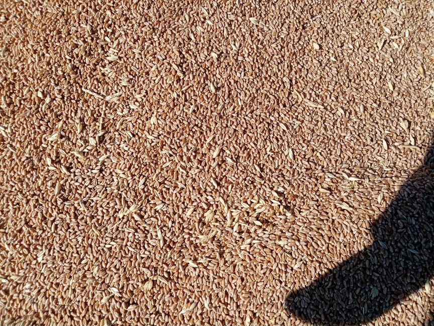 Зерно озимой пшеницы и ячмень