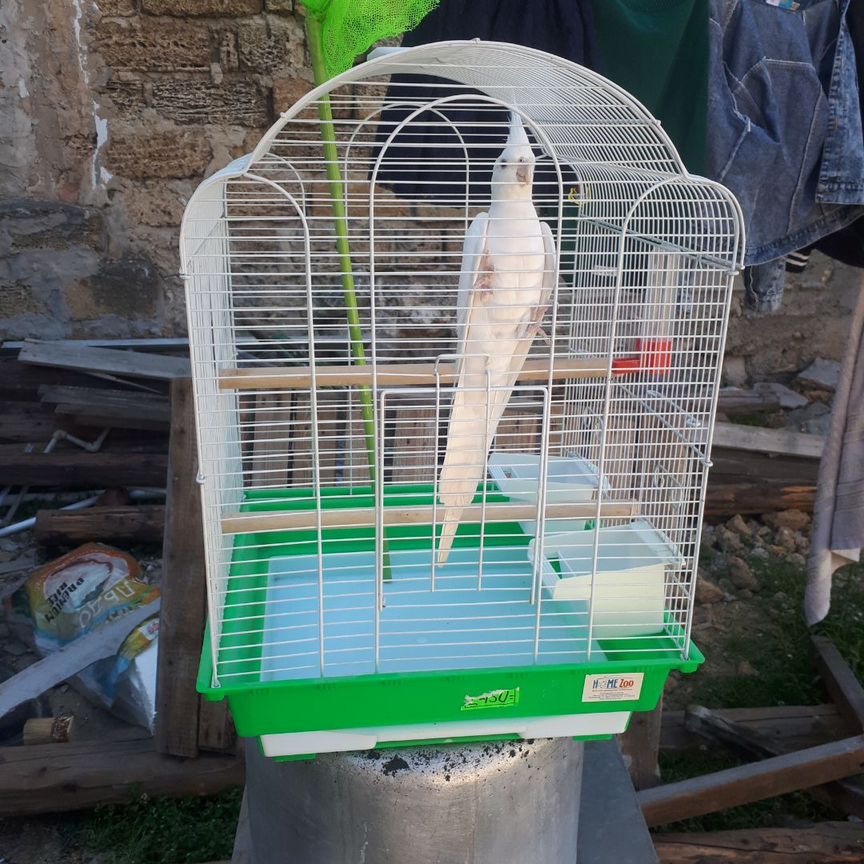 Попугай корелла