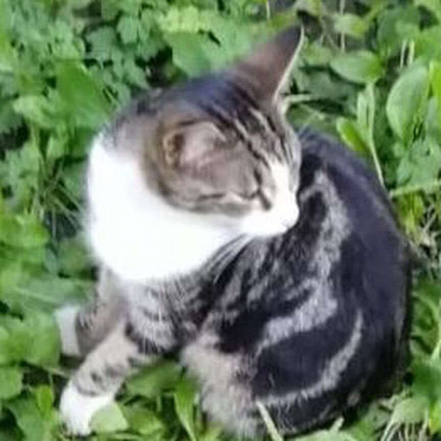 Котёнок в беде