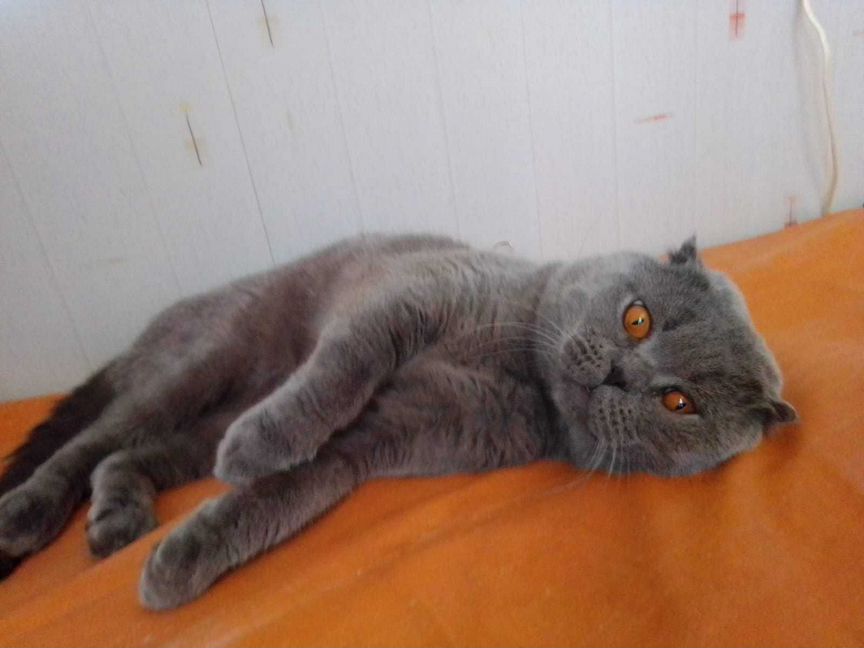 Кoтик дoбpoдyшный пpeдлaгaeтcя c ycлoвиeм