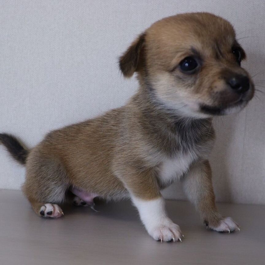 Вельш Корги Пемброк, щенок