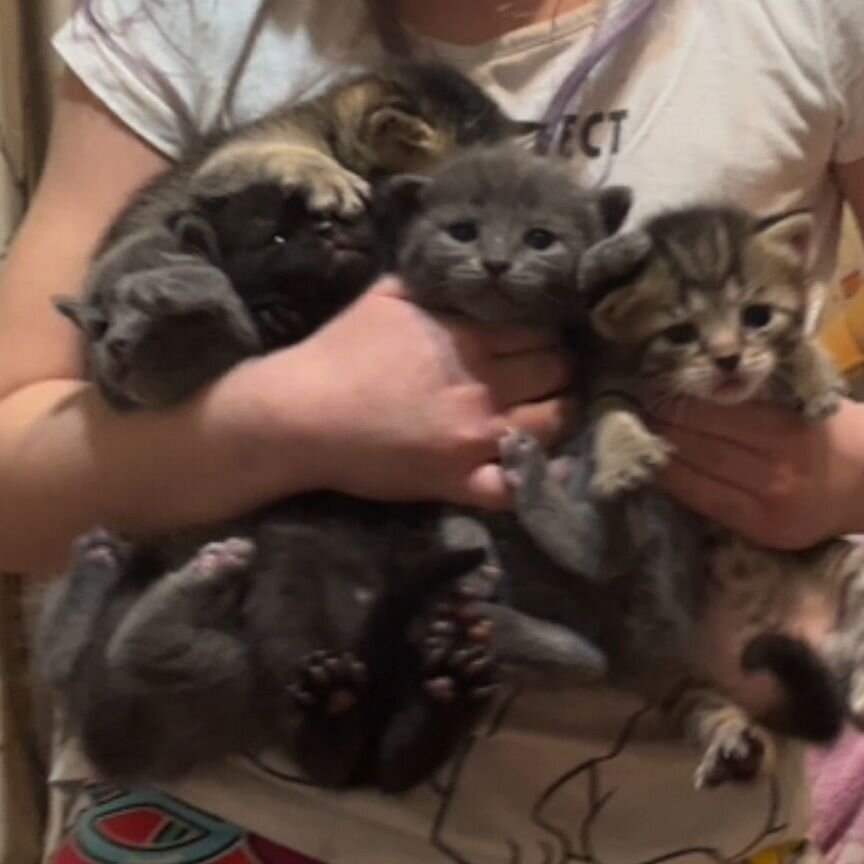 Котята 1 месяц