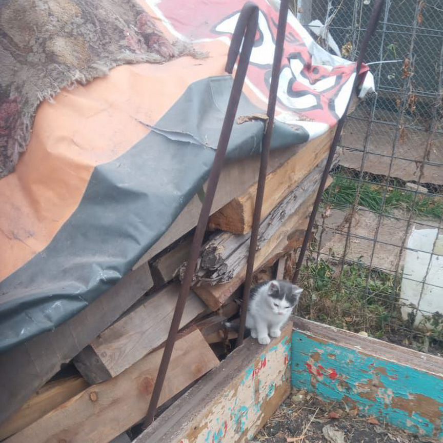 Помагите пристроить котенка