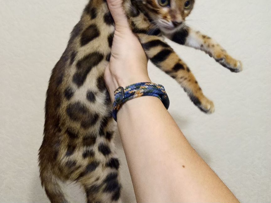 Бенгальская девочка