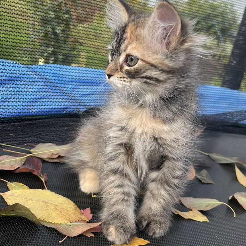 Сибирский котенок