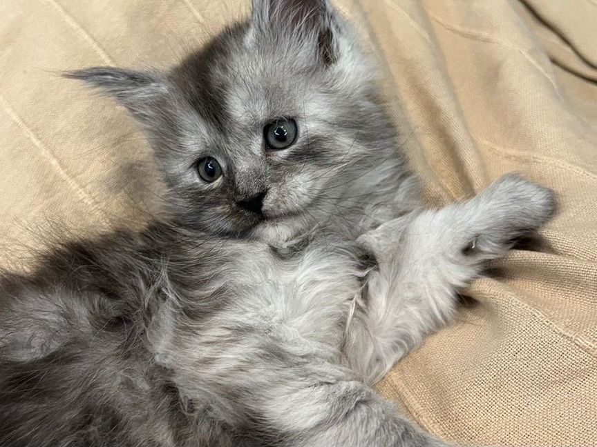 Котята мейн-кун