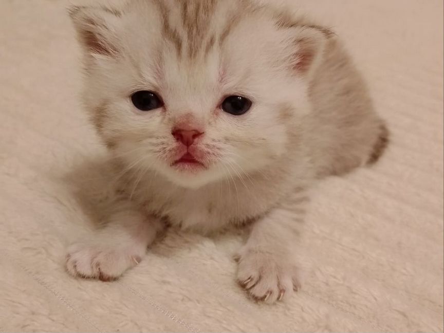 Шотландская кошка