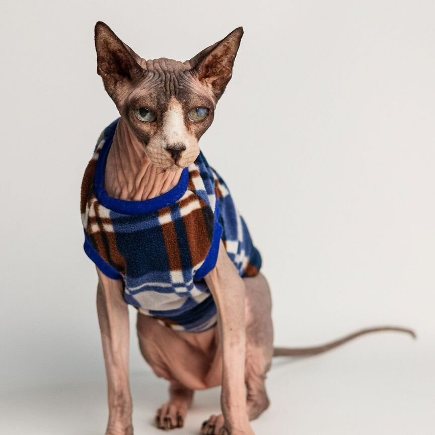 Милый котик Остик