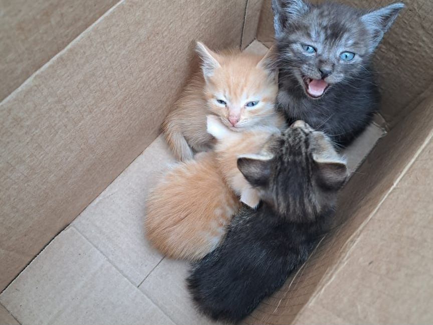 Отдаем котят