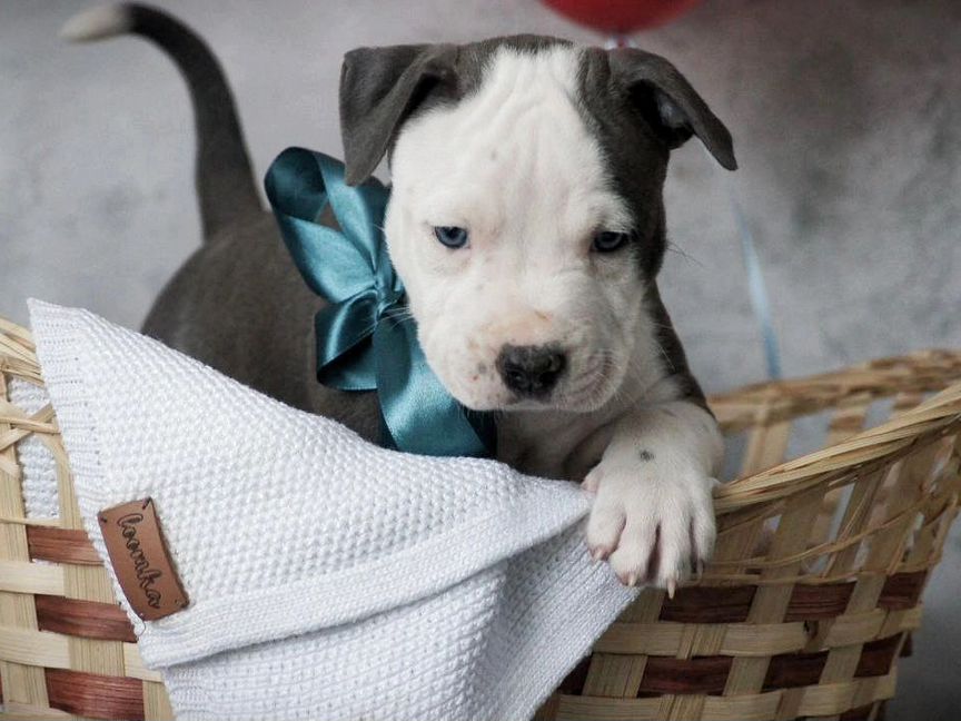 Стаффордширский терьер РКФ прекрасный мальчик