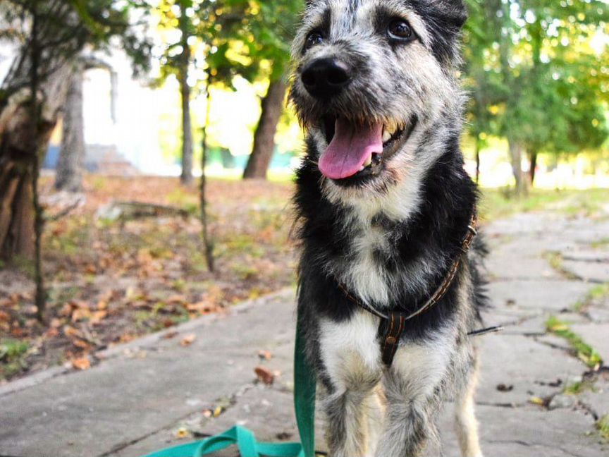 Пёсик из приюта ищет дом