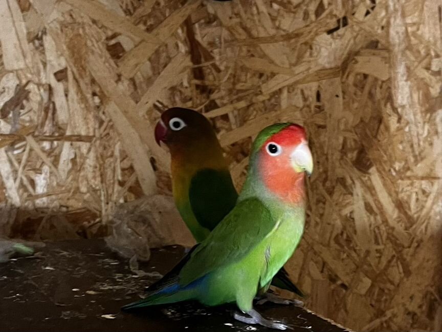 Попугаи пара с клеткой