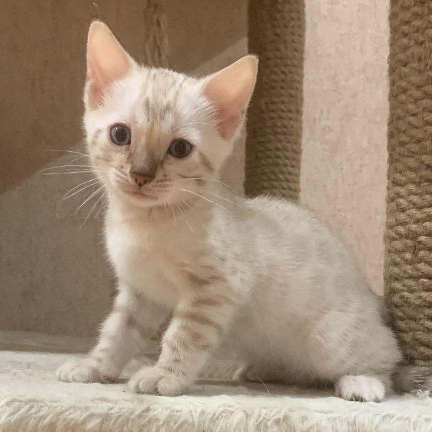 Бенгальские котята