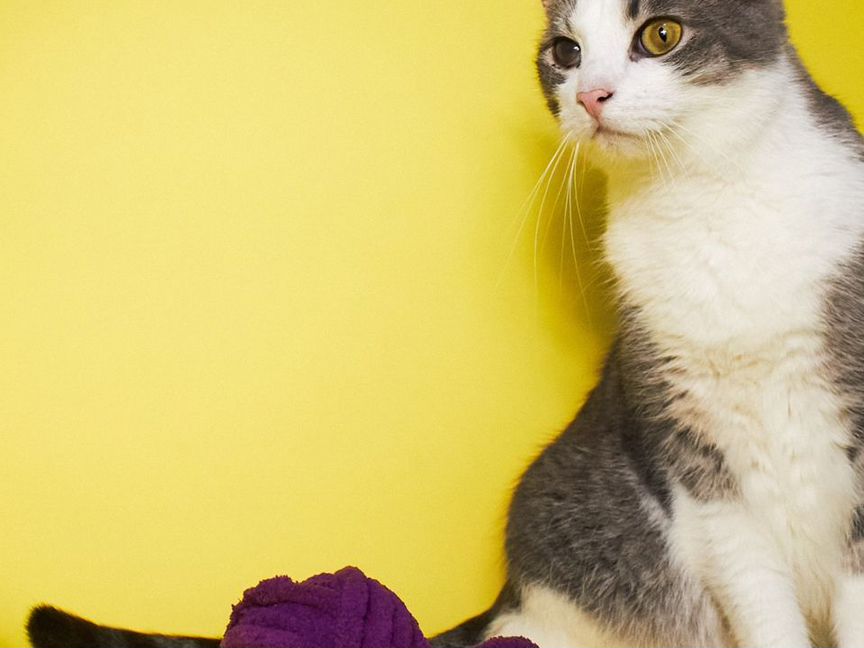 Кошечка Кайли