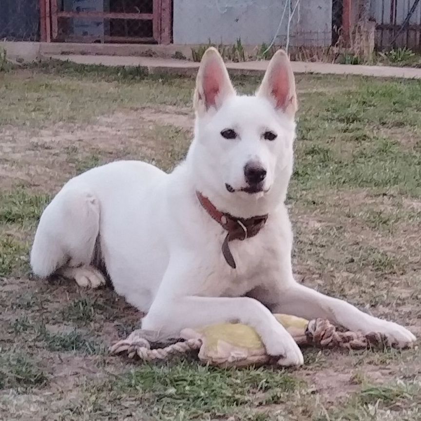 Западносибирская лайка, щенок