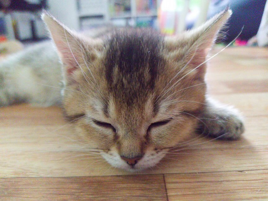 Котенок