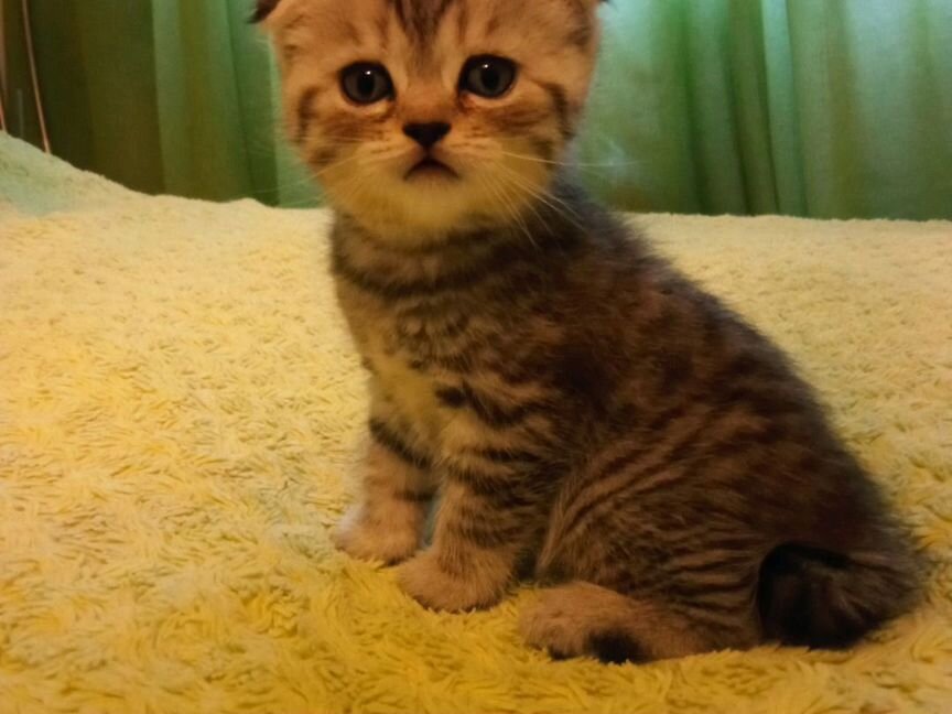 Шотландская вислоухая кошка
