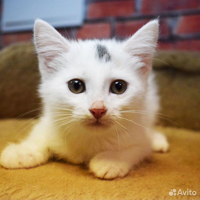 Котенок девочка Стеша 3 мес