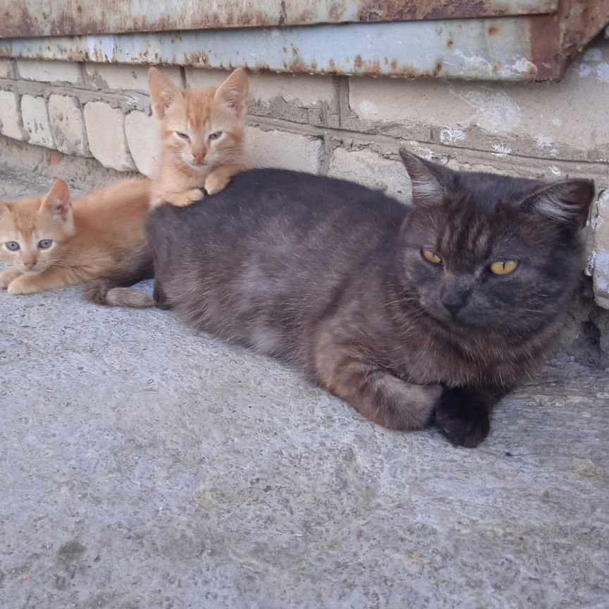 Кошечка и котята в добрые руки