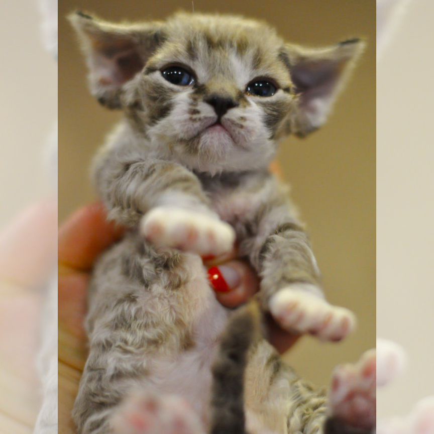 Девон-рекс котёнок