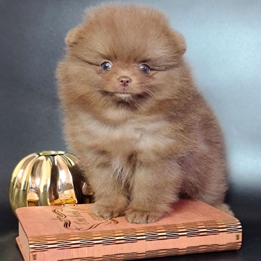 Померанский шпиц, щенок