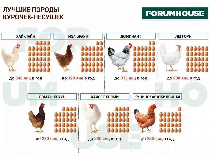 Куры несушки продам