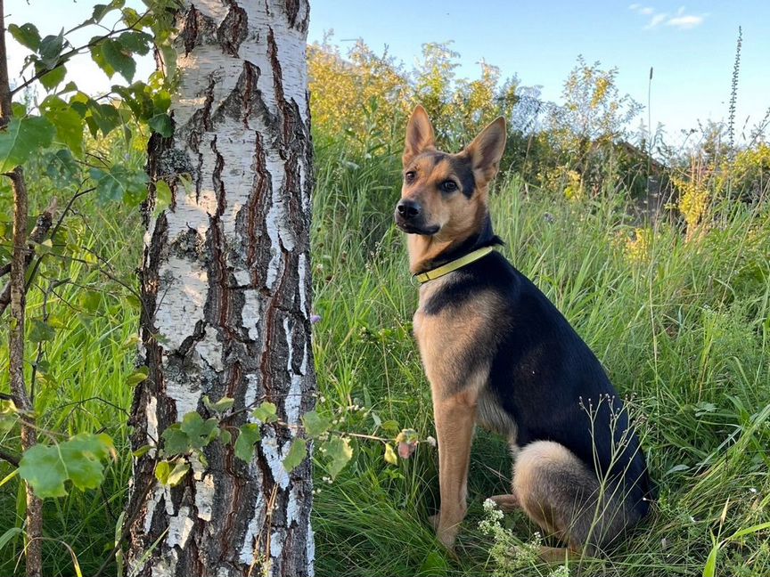 Метис овчарки