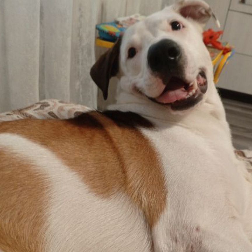 Взрослый пёс в добрые руки